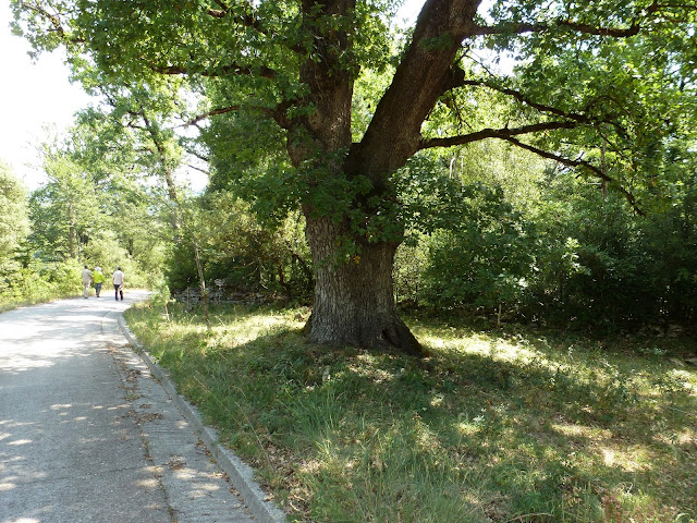 Árboles con alma: Roble pubescente. Roure Martinenc. (Quercus humilis)