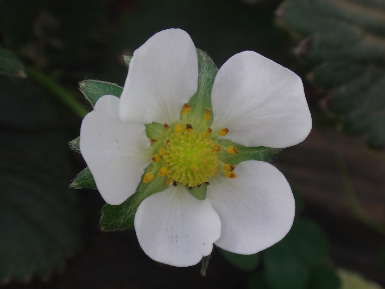 Uma flor por dia: Morango