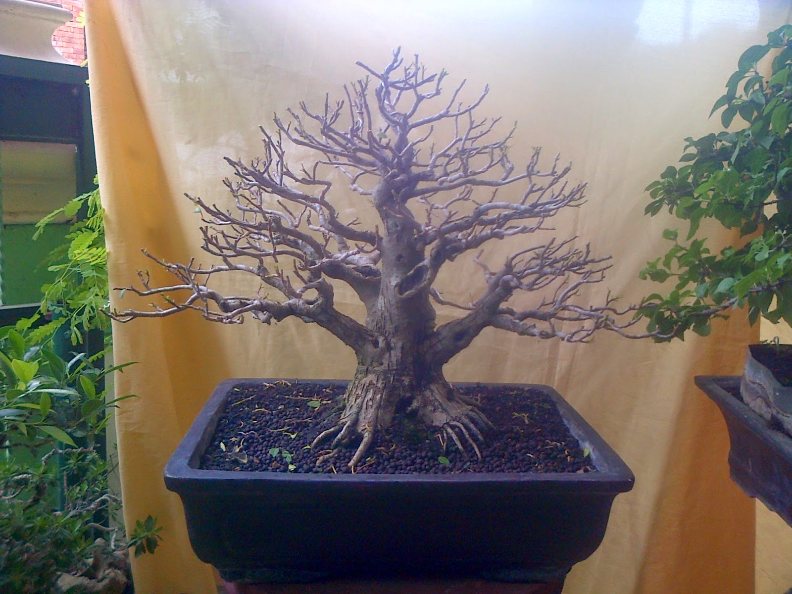 BONSAI: BONSAI BERINGIN