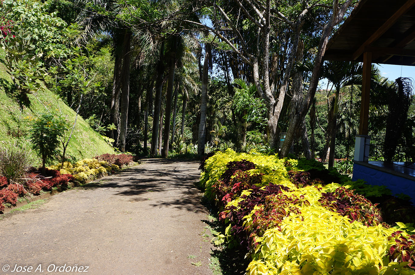 El Jardín de la Barrosa: Viajes recientes. Jardines tropicales: El ...