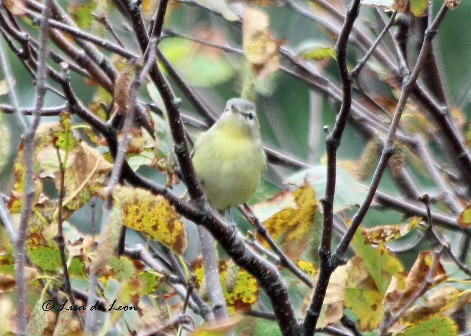 Philadelphia Vireo - Various Bird Species