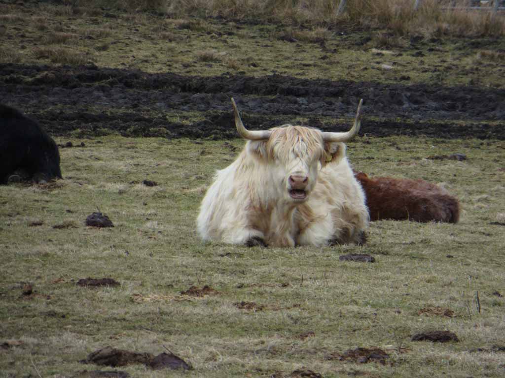 (H)all Around the World: Shetland Ponies and Highland Cattle