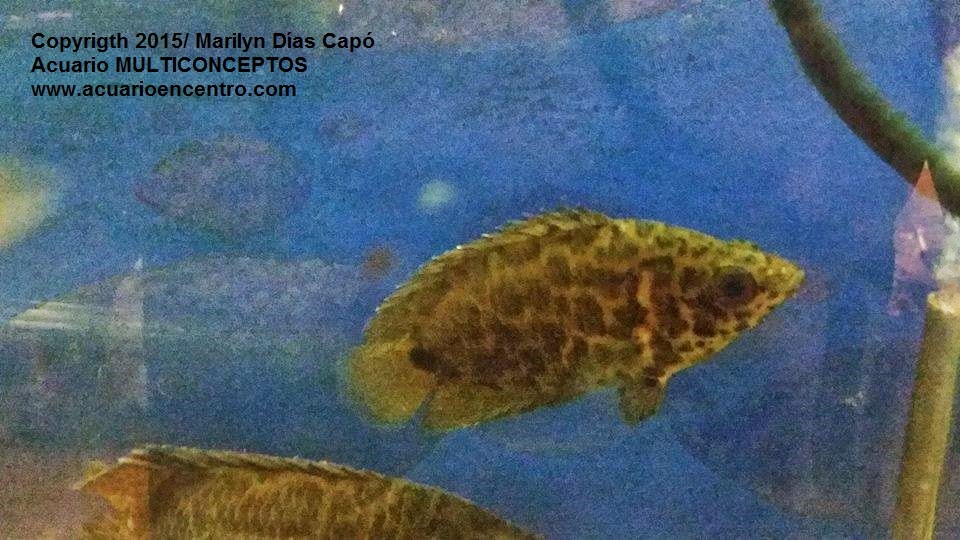 Peces tropicales de agua dulce.: En Uruguay crece la preferencia por ...