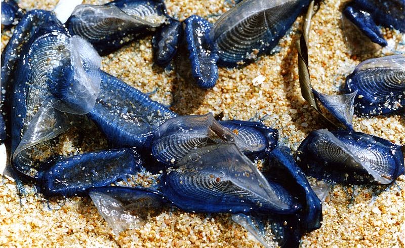 NEPTUNE 911 For Kids: Blue Sea Creatures: Fly By the Wind and Land on ...