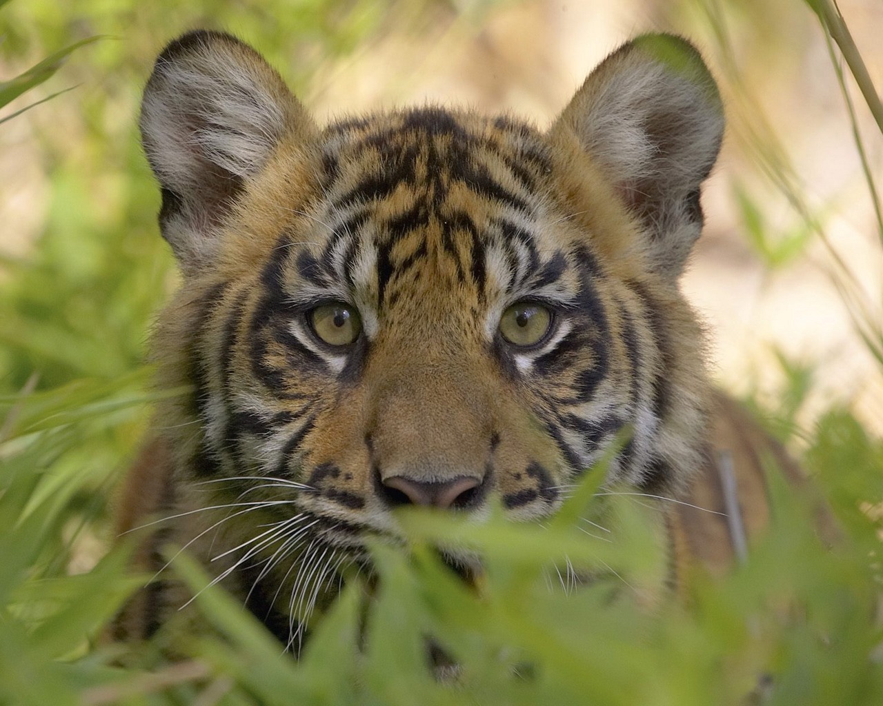 Imagenes De Tigres Bebés Tiernos Imagui 7620