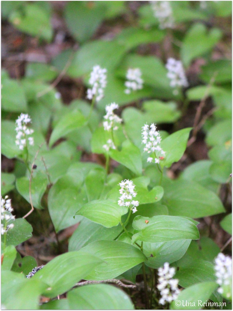Hallatar : Oravanmarja