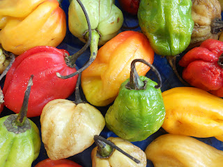Ingredient of the Month 8 : Chillis
