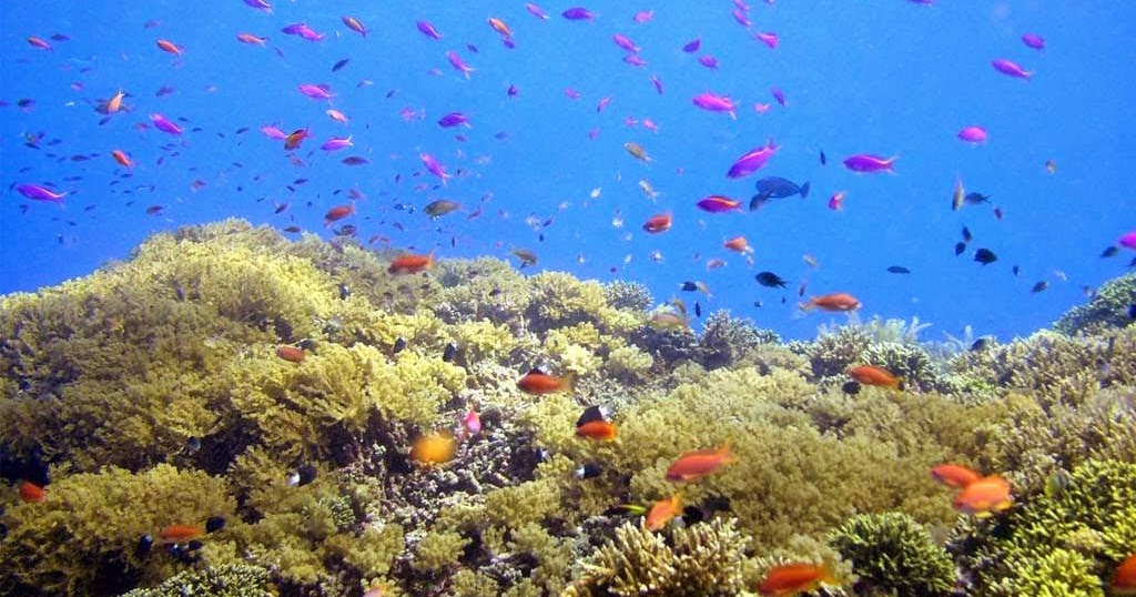 Safari Bawah Laut di Laut Merah | Travelling World