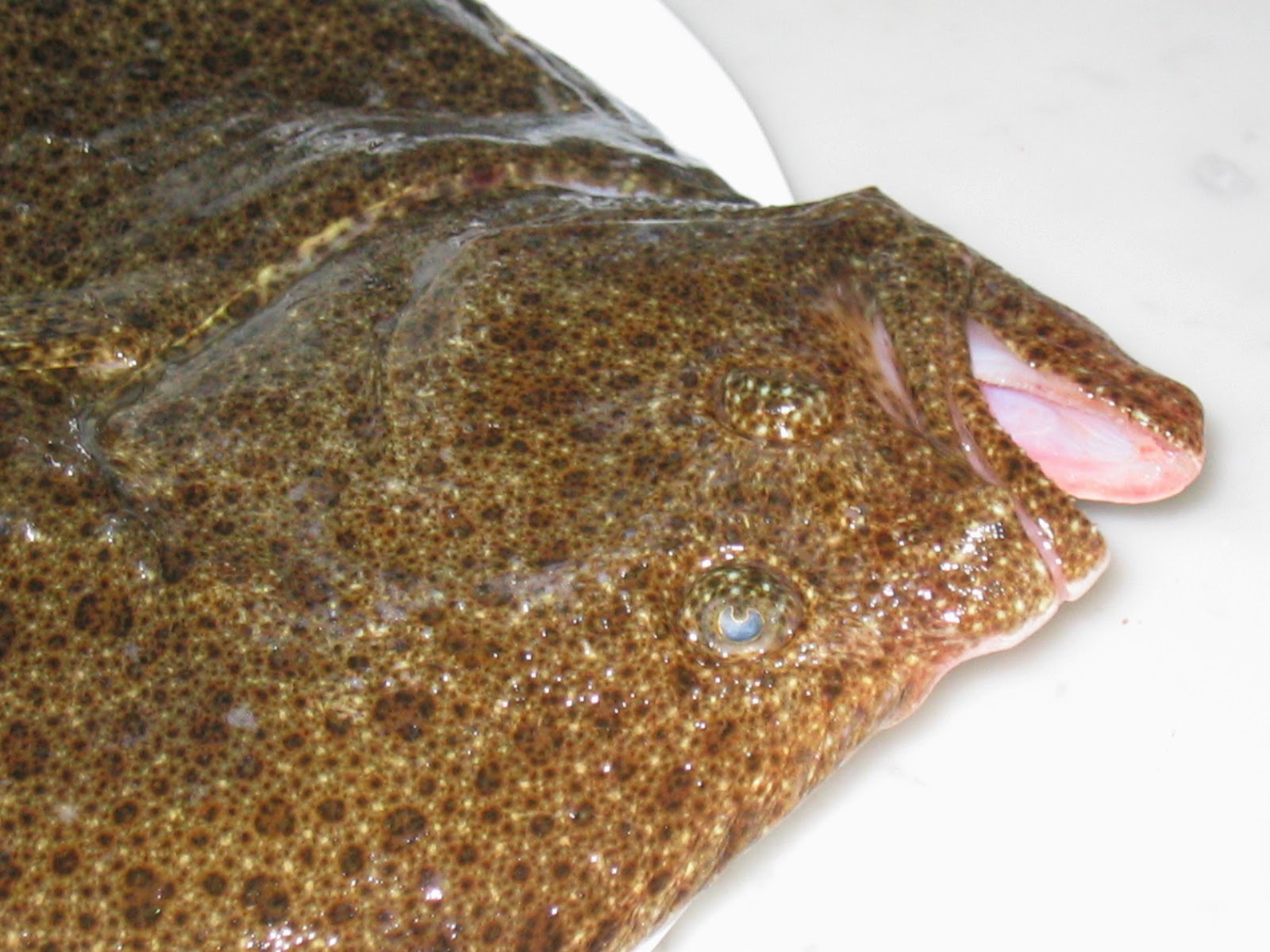 El rincón de Mundín: EL RODABALLO Y EL SOLLO: DIFERENCIAS Y CARACTERÍSTICAS