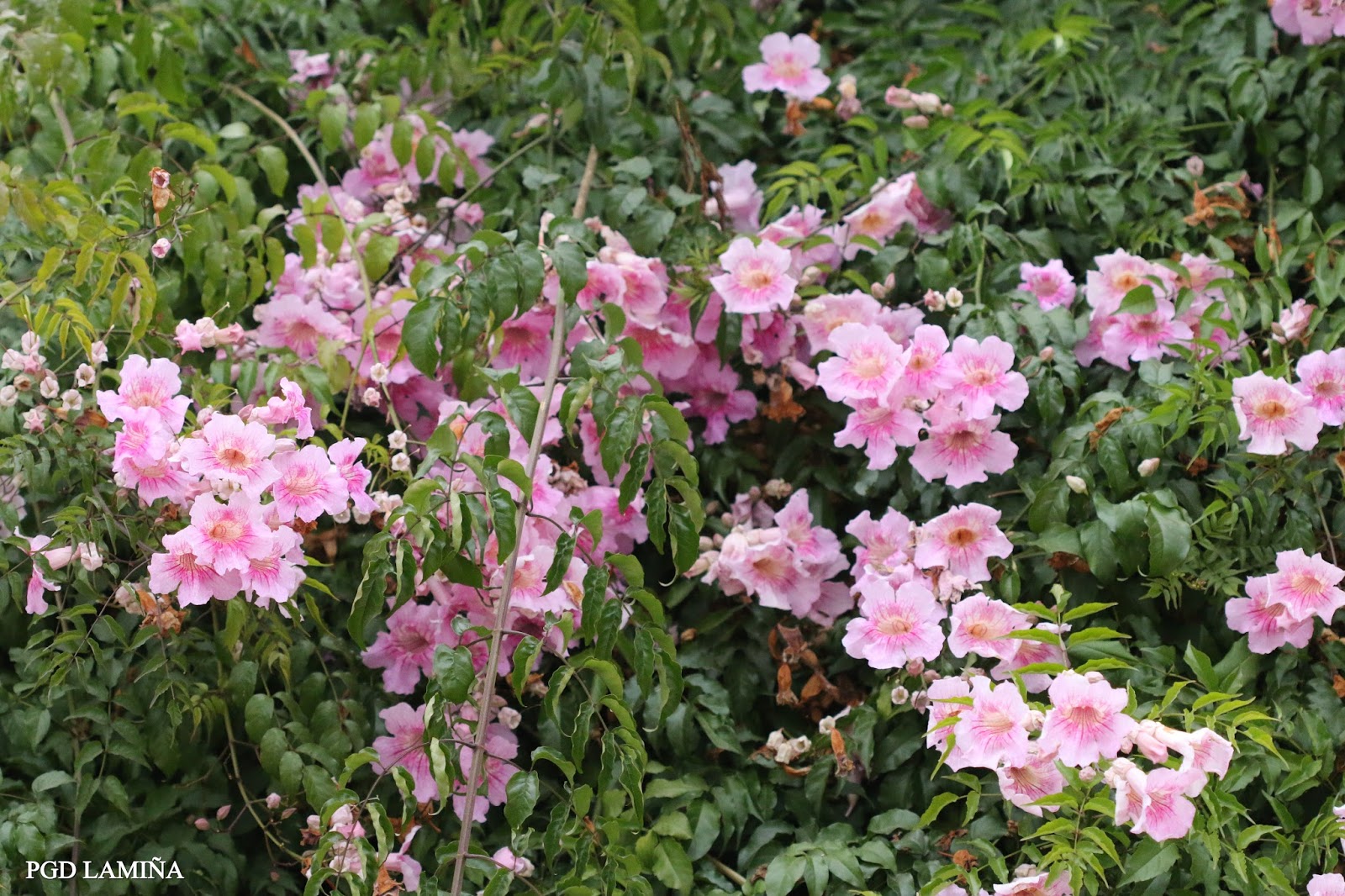 PODRANEA RICASOLIANA. bignonia rosa. podranea.