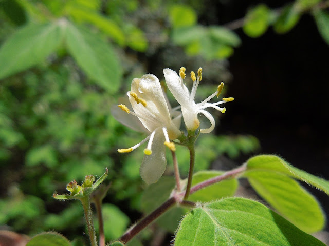 El baile del CERECILLO - BOTÀNIC SERRAT