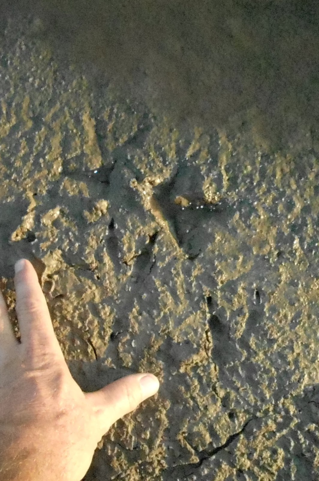 Backyard Beasts: Another owl visits the water