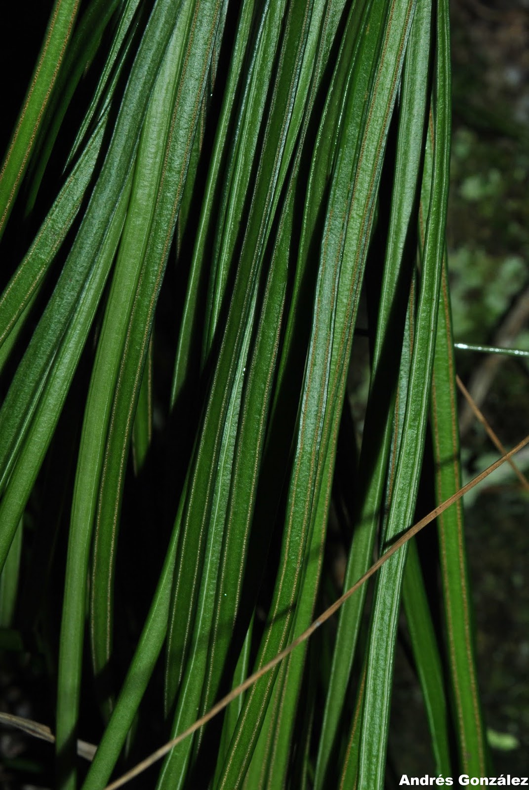 FOTOS DE FLORA NATIVA Y ADVENTICIAS DE URUGUAY : Vittaria graminifolia ...
