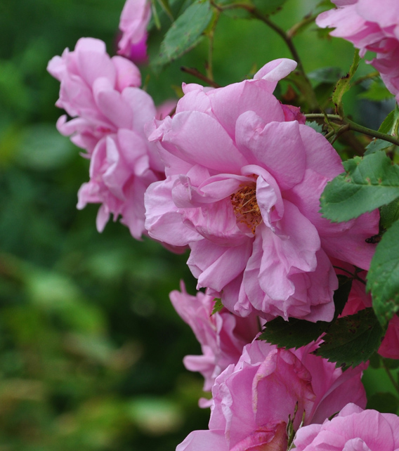 Three Dogs in a Garden: Joe's Garden: Part 2, Mid-June and Mid-July