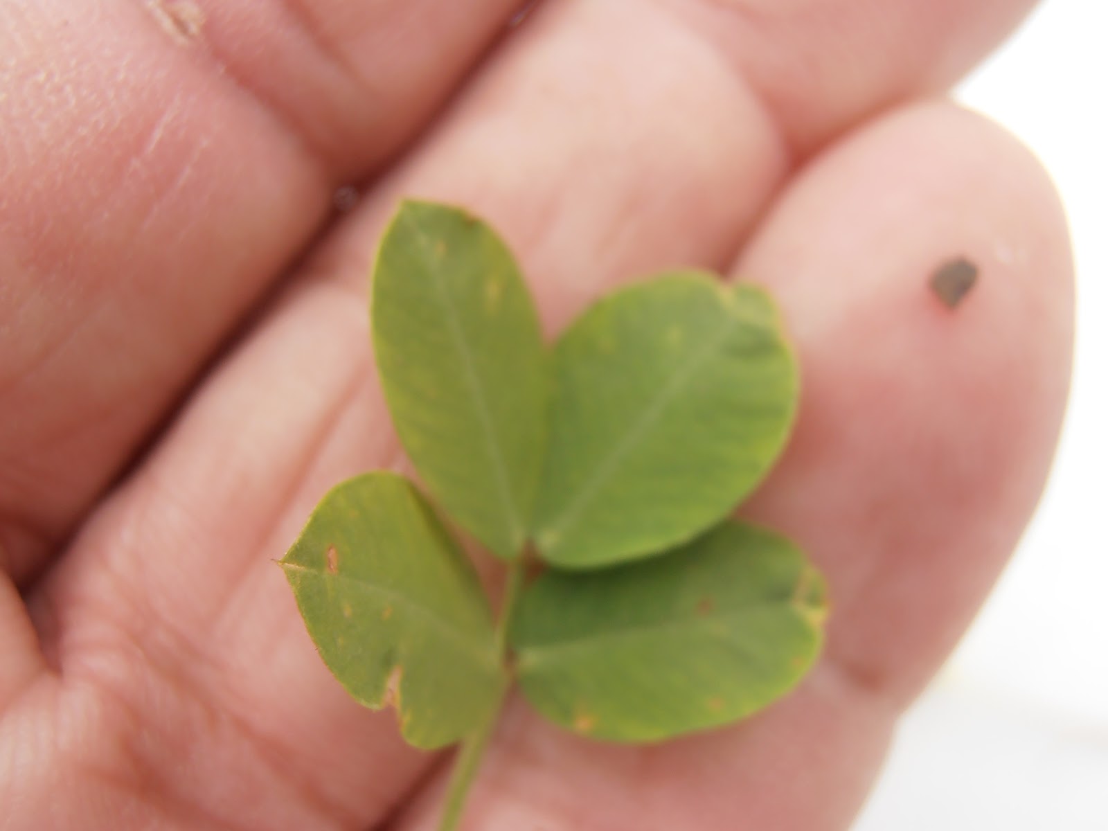 Flora de Puerto Rico Ilustrada Papo Vives: FABOIDEAE- Arachis glabrata ...
