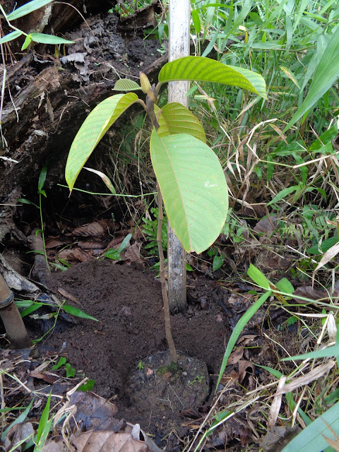Evergreen Resources Tree Farm: Lauan Tree (Red)