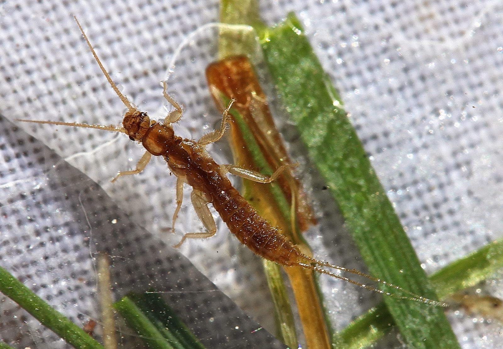 Aquatic Insects of Central Virginia: The small winter stonefly ...