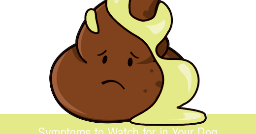 Symptoms to Watch for in Your Dog: Mucus in the Stool