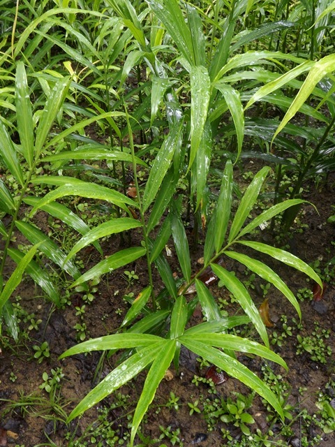 mybeautifulILOILO: Badiangan Tahu: The Sweet-Hot Pride of the Ilonggos