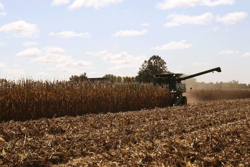 Gal in the Middle: Wrapping Up Corn Harvest 2011