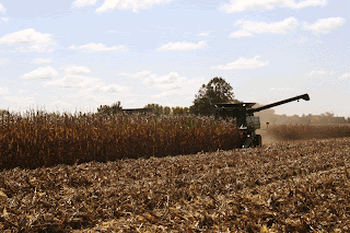 Gal in the Middle: Wrapping Up Corn Harvest 2011