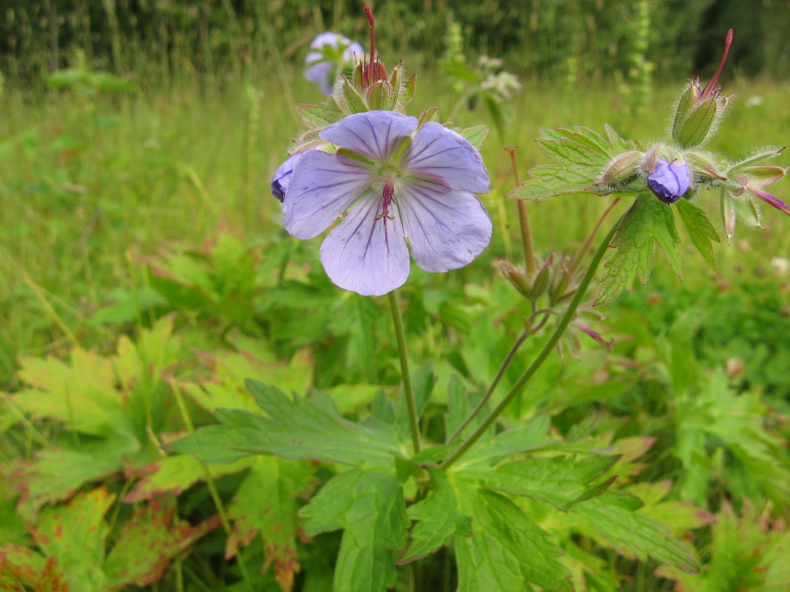ET in Alaska: Plants!