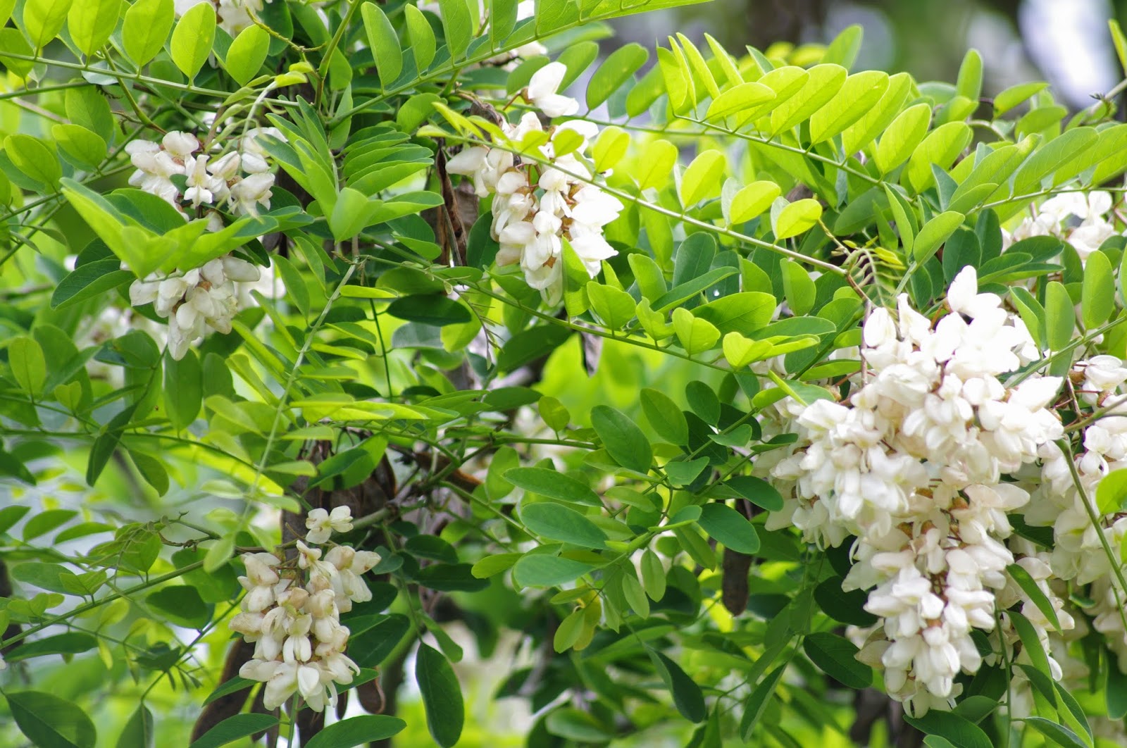 Chwile...: Kwitnie akacja czyli robinia.