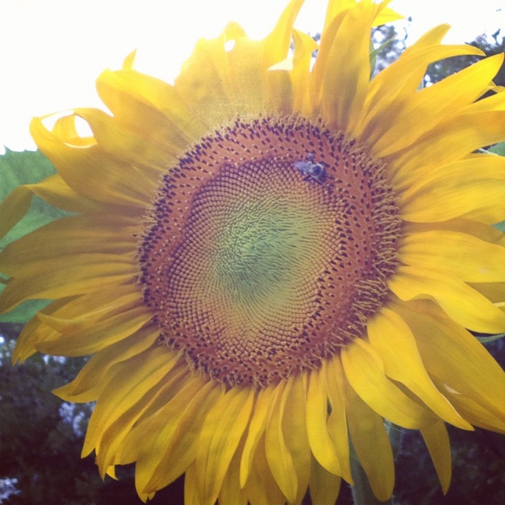 Tiptoethrough: The evolution of our first sunflower