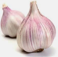 Ajo (Allium sativum L.)