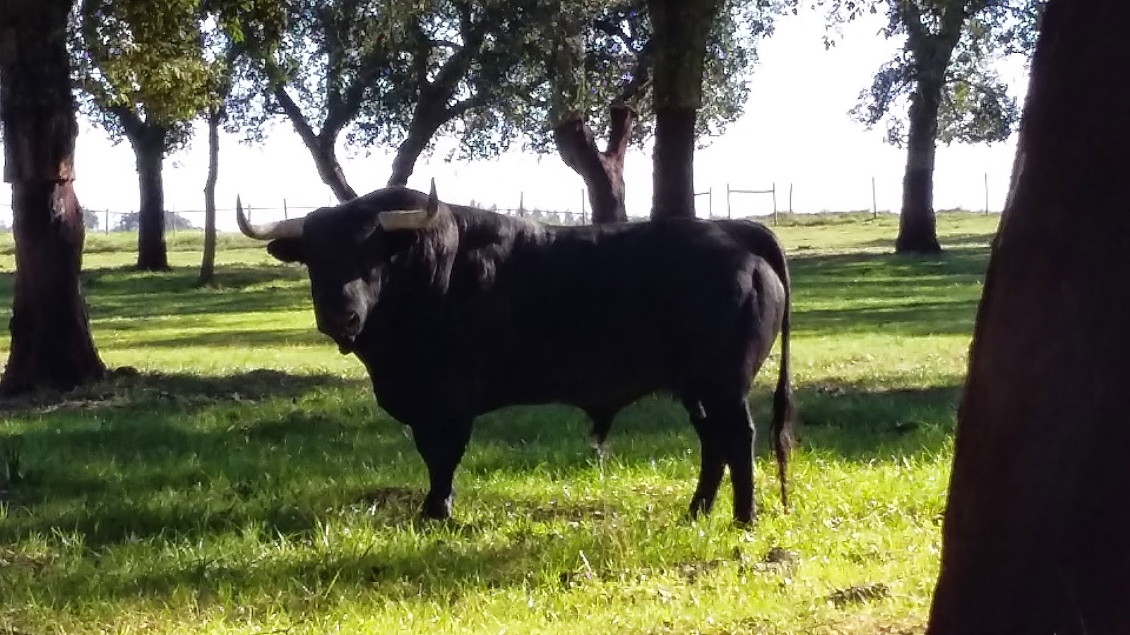 El Redondel Taurino: CALDAS DA RAINHA (PORTUGAL) DIA 15 DE MAYO SERA ...