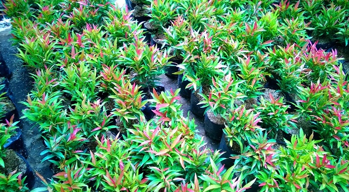 Nama Latin Bunga Pucuk Merah dan Cara Merawatnya Agar Selalu Indah ...