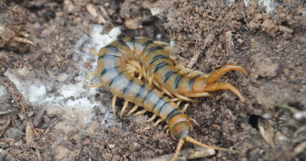 ZOOTOGRAFIANDO (6.100 ANIMALS): ESCOLOPENDRA EUROPEA / MEDITERRANEAN ...