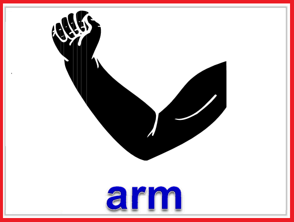 Kindergarten Worksheets: Parts of body flashcards - Arm