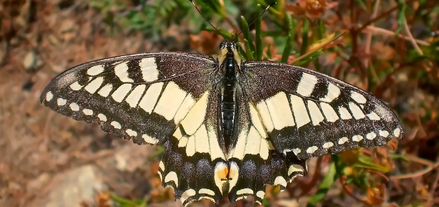 NATURA VIVA: PAPALLONES