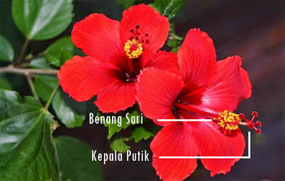 5 Contoh Bunga Sempurna, Bagian-bagian, dan Gambarnya