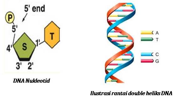 LEARN ABOUT SCIENCE ^_^: Sintesis Protein