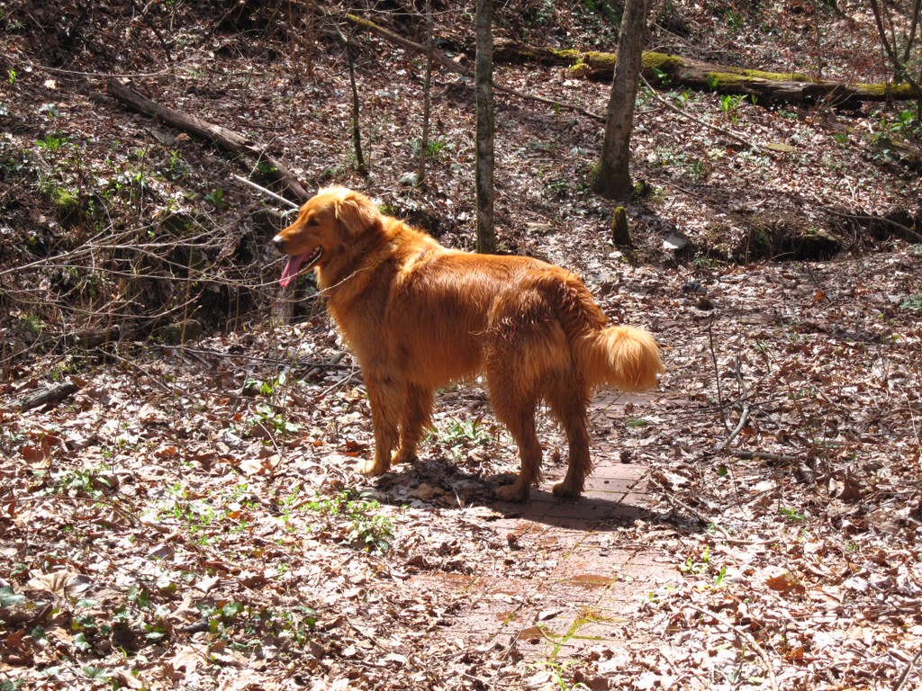 Gary's Outdoor Wanderings2: SCONA LODGE - A Lost Treasure