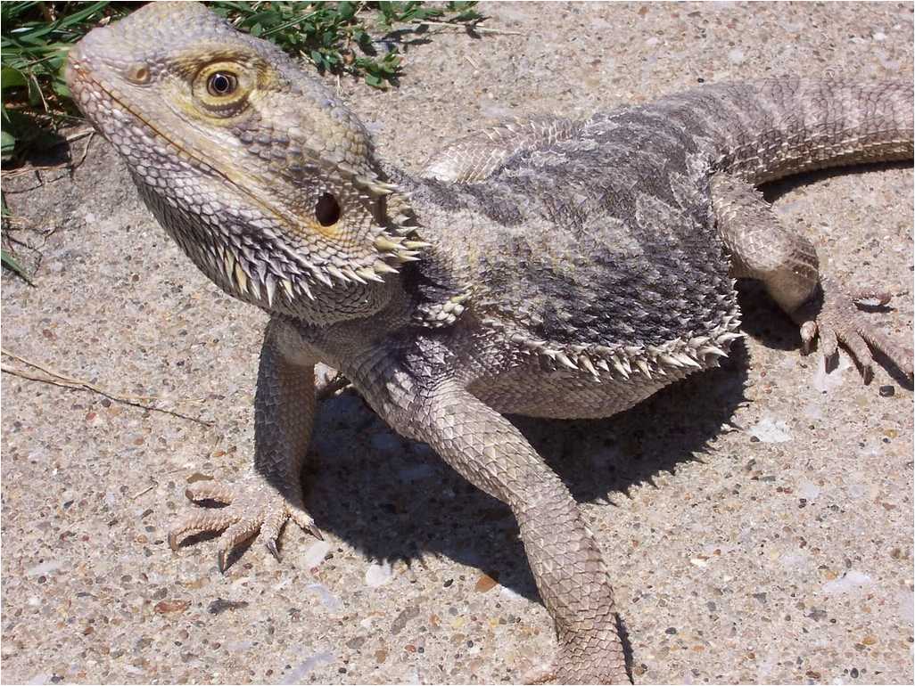 BEARDED DRAGON photos - wallpapers | the fun bank