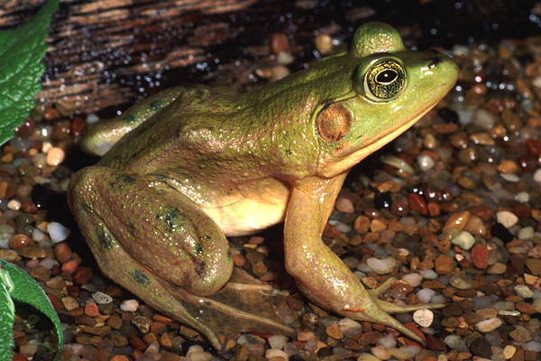 Frog Blog: American Bullfrog vs. Pig FrogLithobates catesbeianus vs ...