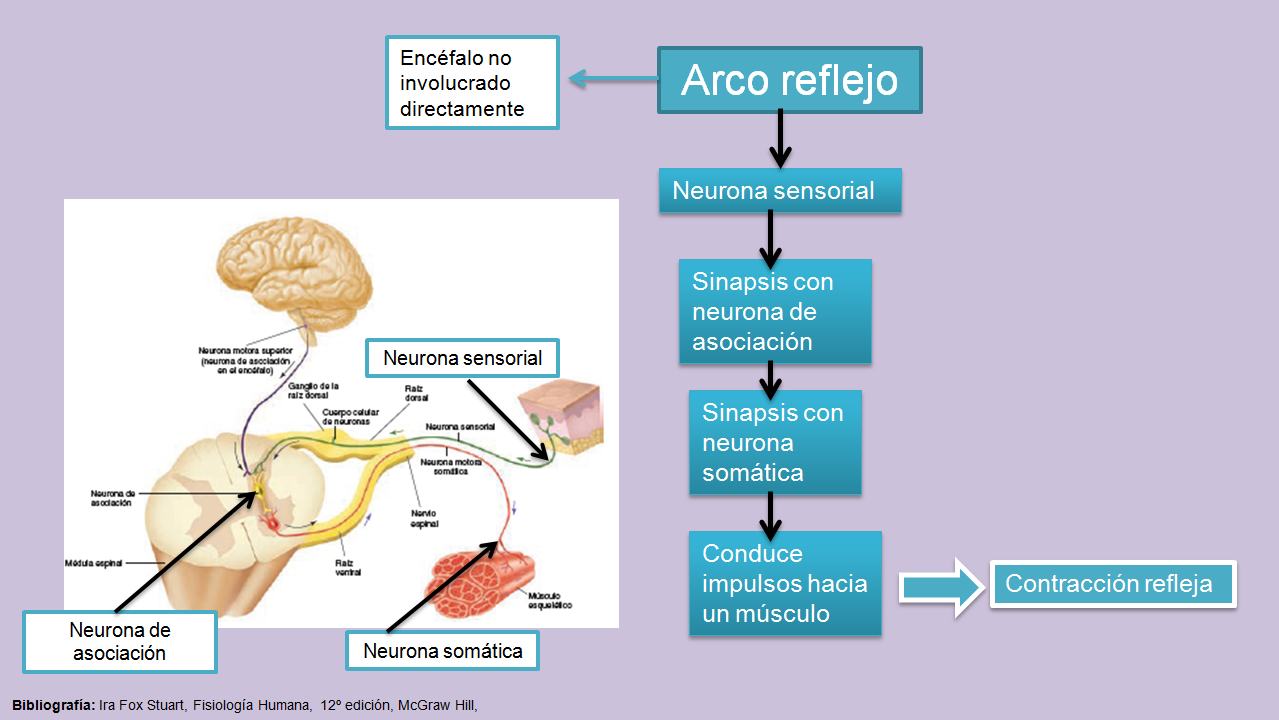 Fisiología Médica: Vías descendentes y Arco reflejo