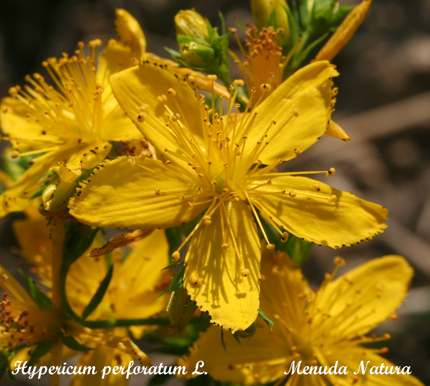 Menuda Natura: Hypericum perforatum L.