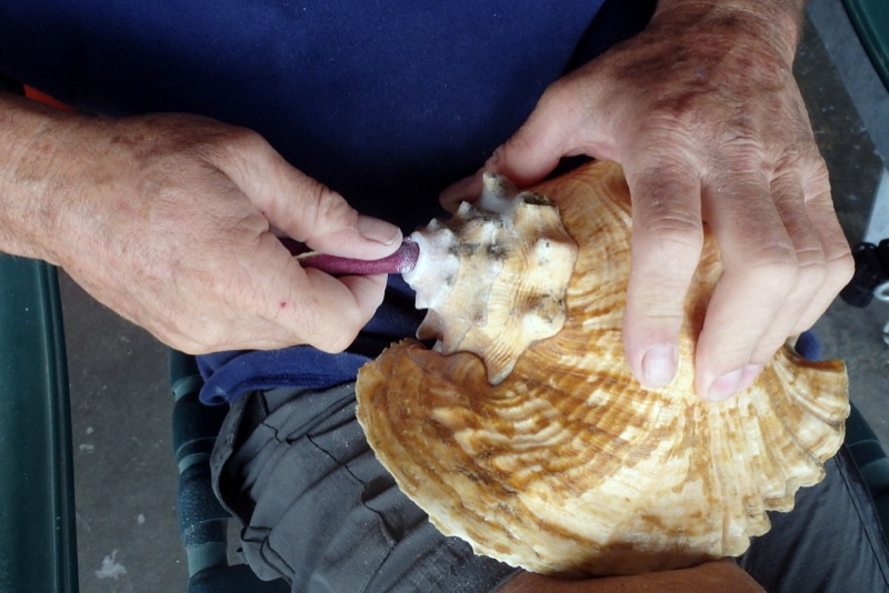 Life in the Slow Lane (The Pearl): Making a Conch Horn