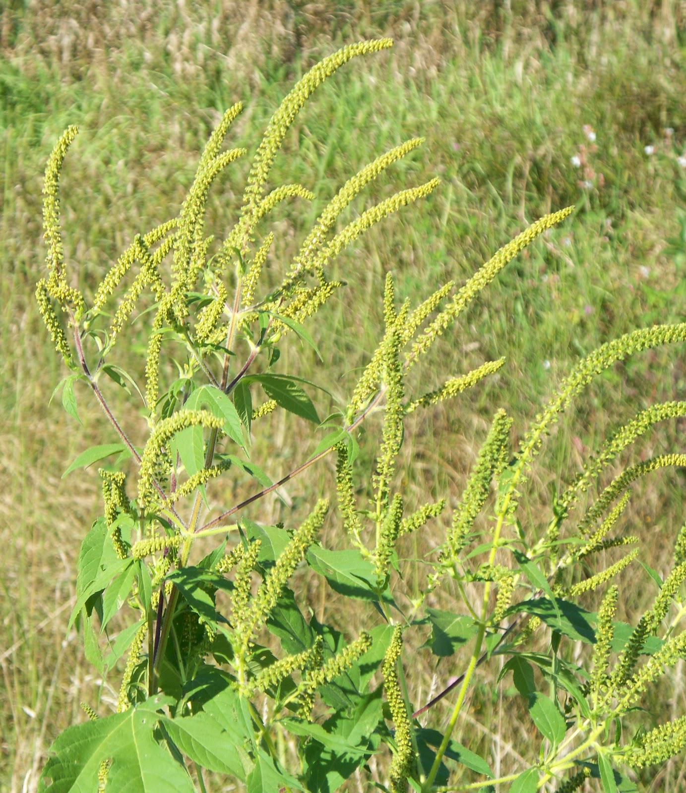 For the Love of Gardening: August 2012
