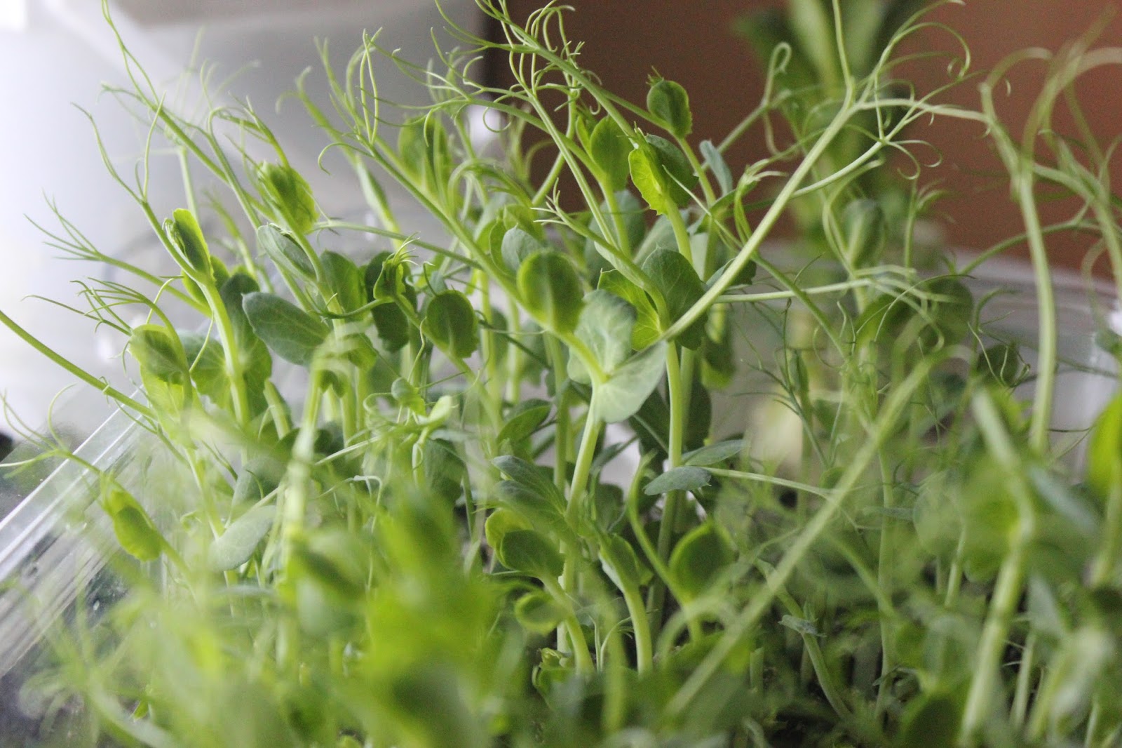Micro Greens: Growing Pea Shoots Indoors