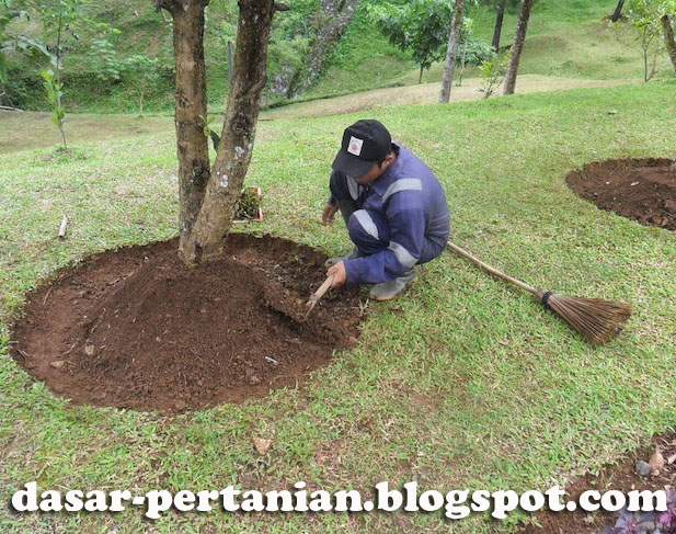 Pengertian Penyiangan dan Pendangiran Dalam Budidaya Tanaman | Dasar ...