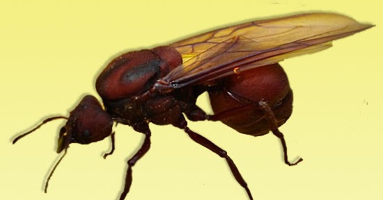 Formiga Tanajura/Içá - O inseto que é uma iguaria da culinária.