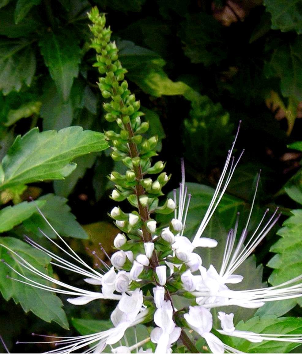 Tren 15+ Bunga Kumis Kucing, Gambar Bunga