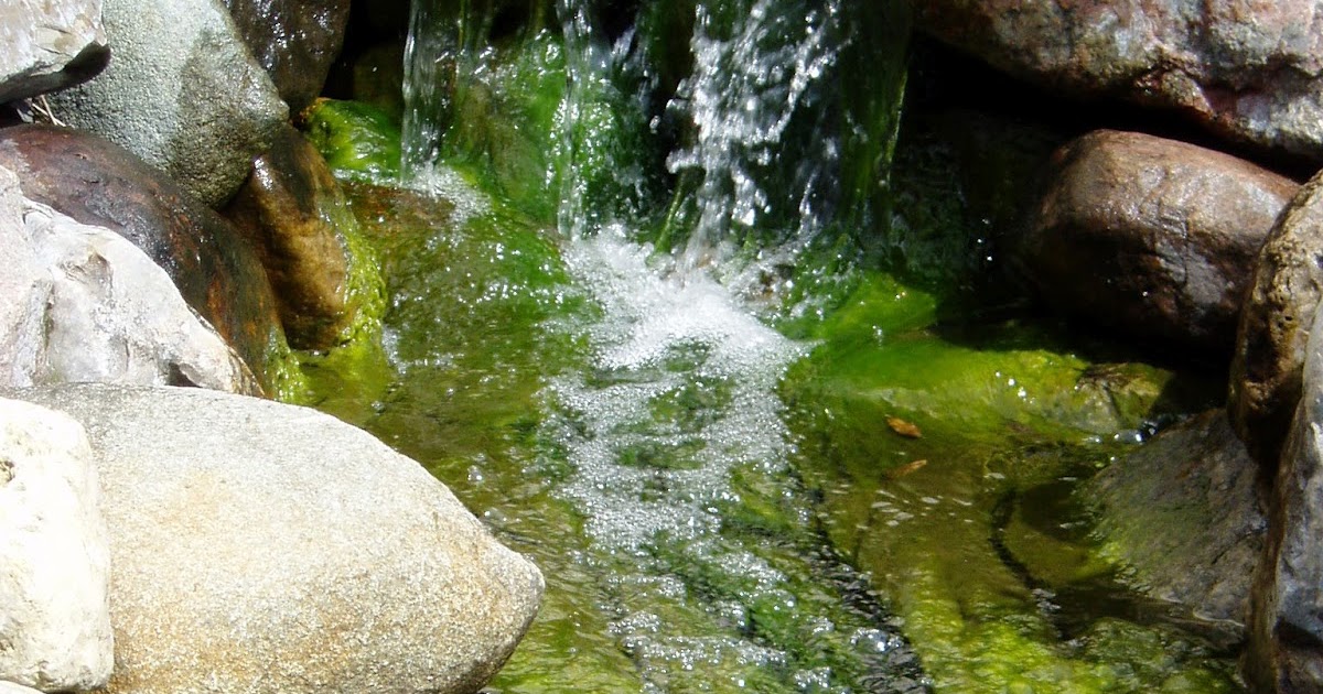 String Algae in Summer