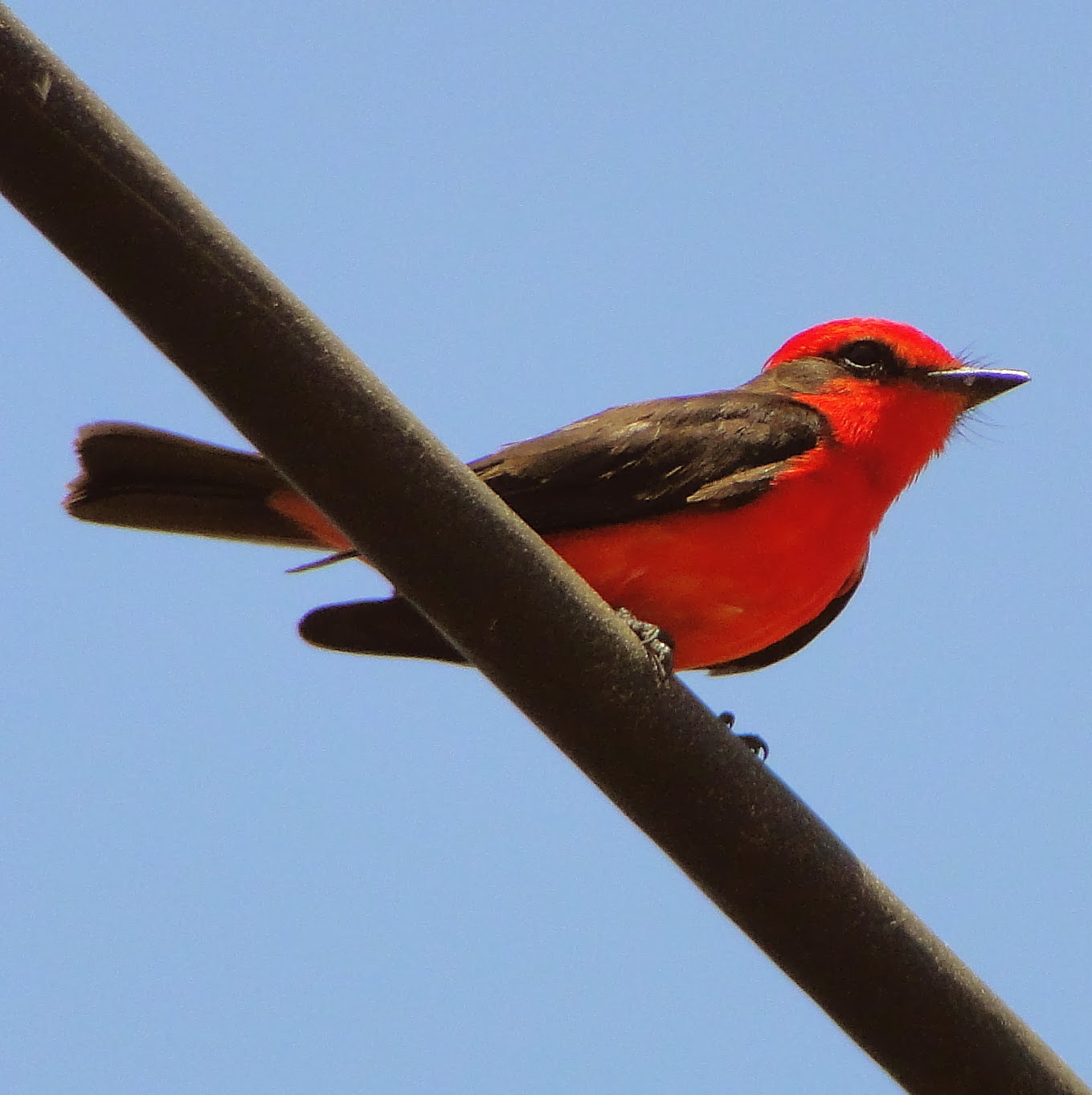 Aves de Venezuela con Historias