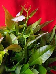 Eevsaz: Pokok samak/Serai Kayu/samak kelat/ daun bay/ daun beriani/daun ...